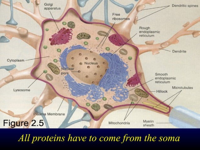 Axoplasmic flow in Axons - Mechanisms and Applications in Clinical ...
