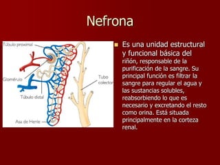 Anatomia_del_Aparato_Urinario.ppt