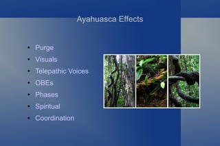 Ayahuasca slide show | PPT