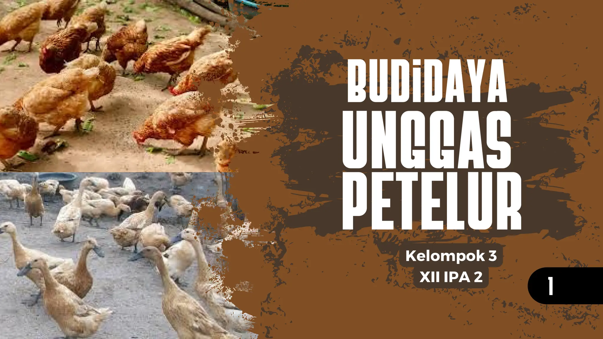 Budidaya Unggas Petelur dengan Pengetahuan Dasar.pdf