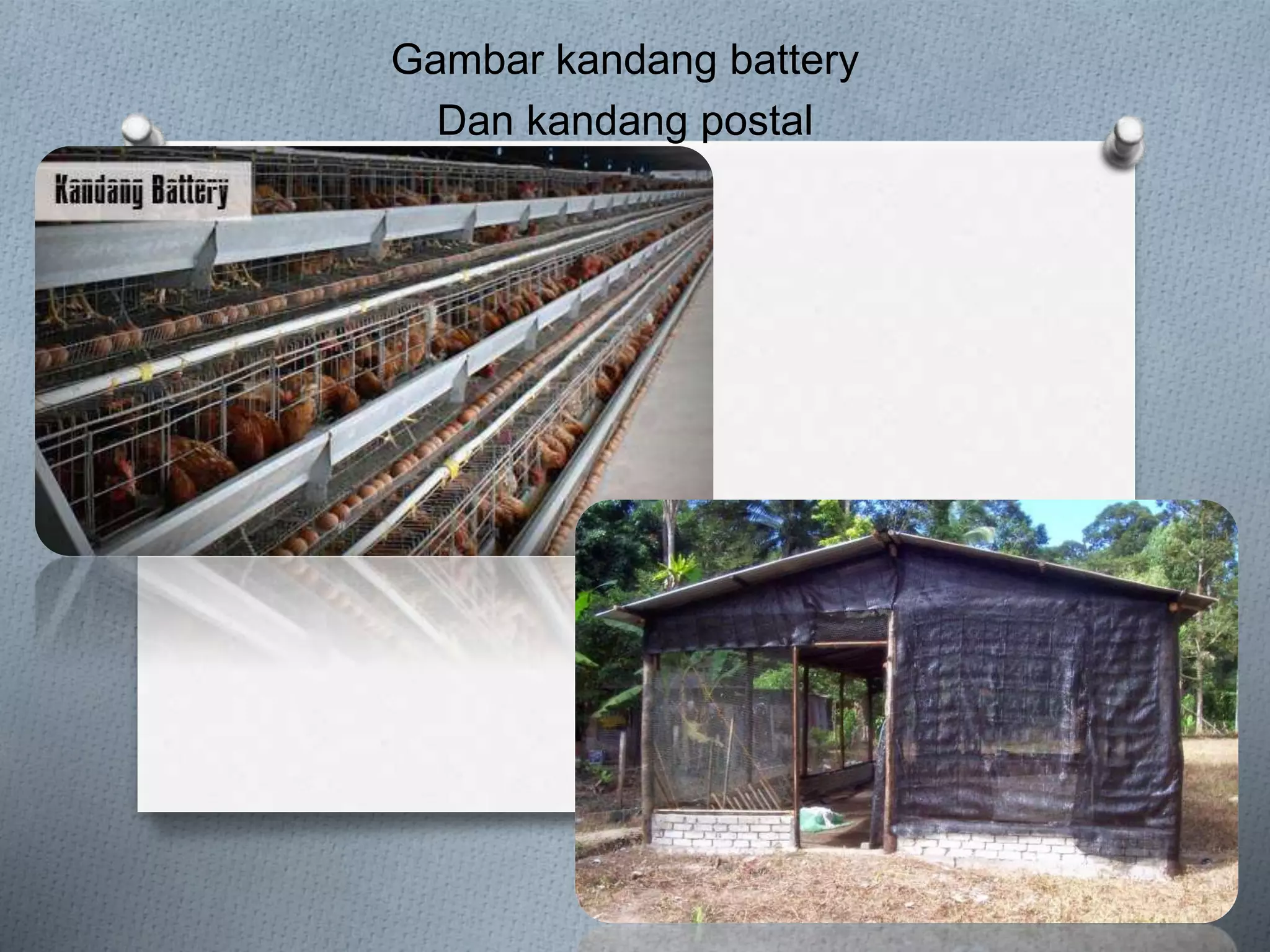 Presentasi Ayam Buras untuk prakarya | PPTX