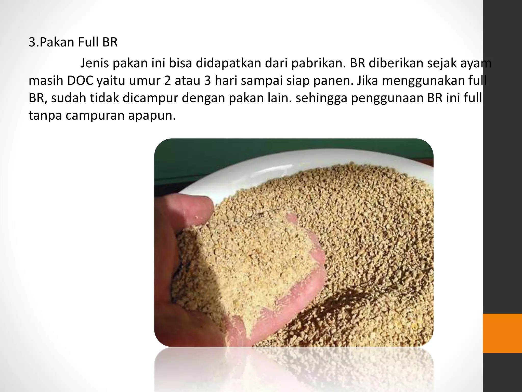 Presentasi Ayam Buras untuk prakarya | PPTX