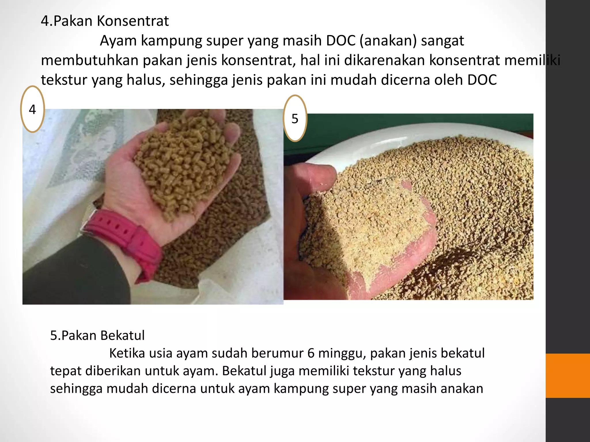 Presentasi Ayam Buras untuk prakarya | PPTX