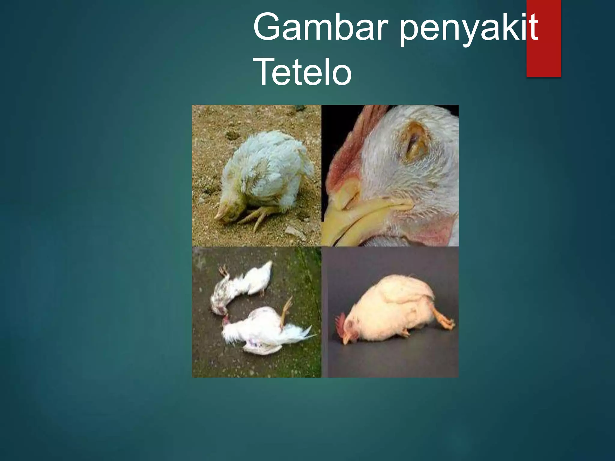 Presentasi Ayam Buras untuk prakarya | PPTX