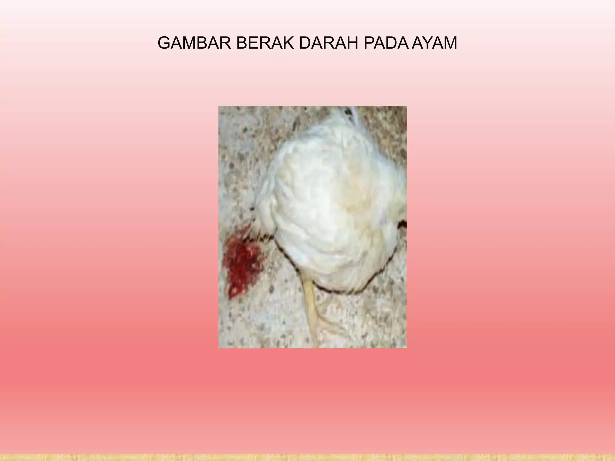 Presentasi Ayam Buras untuk prakarya | PPTX