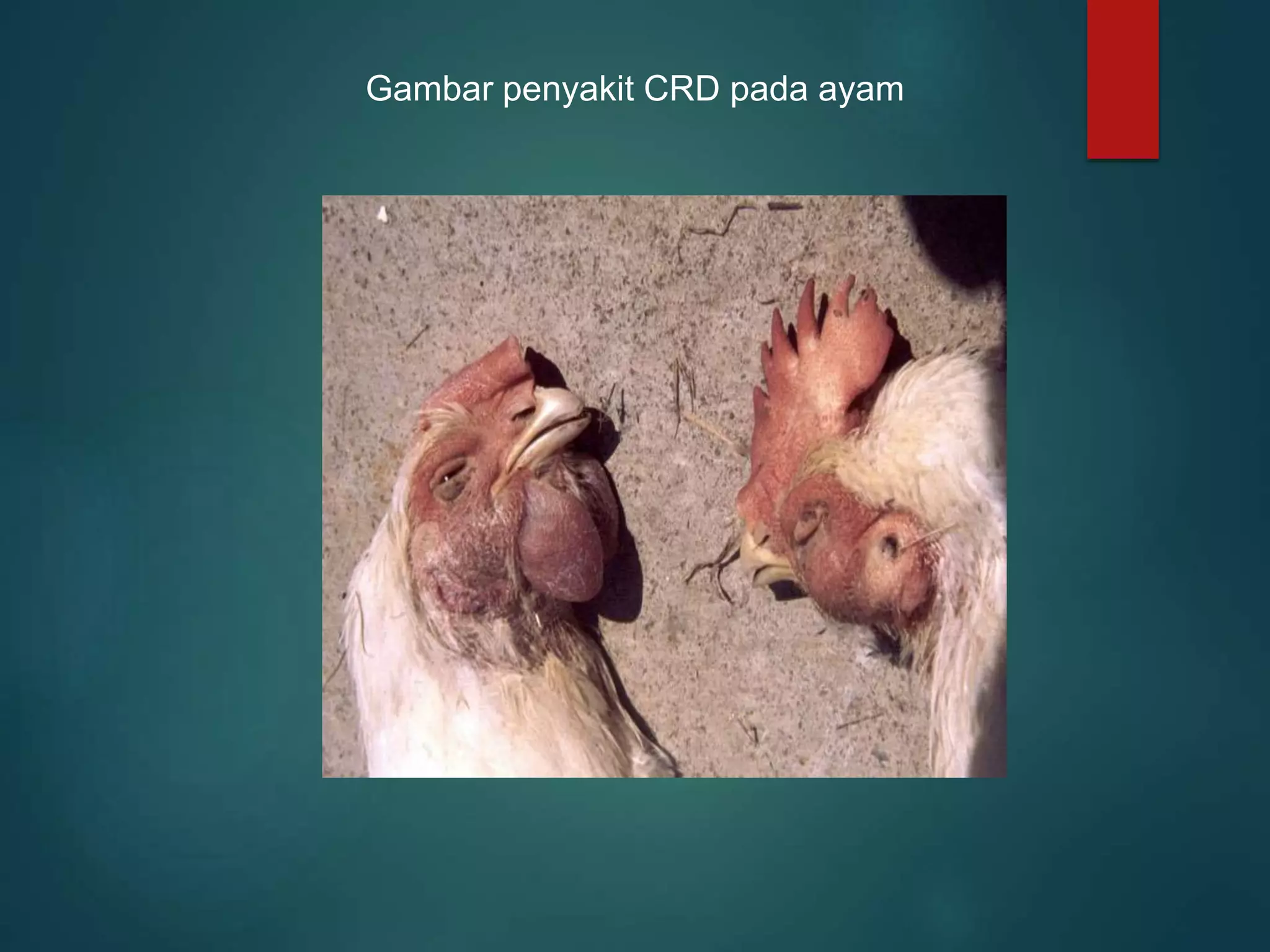 Presentasi Ayam Buras untuk prakarya | PPTX