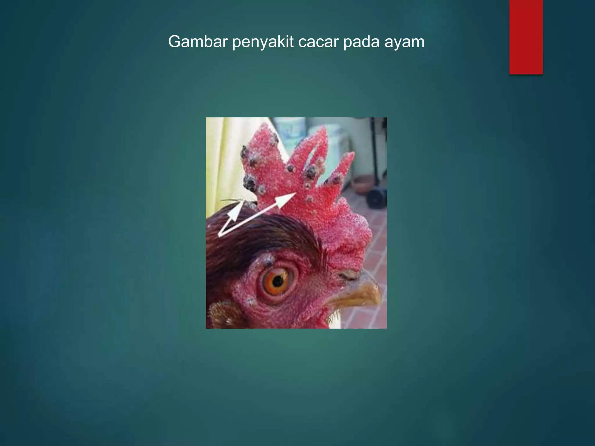 Presentasi Ayam Buras untuk prakarya | PPTX