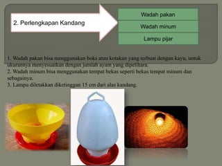 Presentasi Ayam Buras untuk prakarya | PPTX