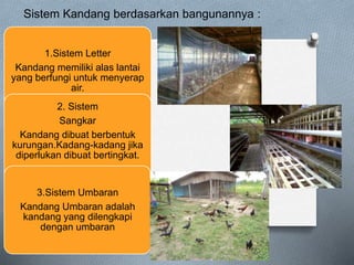 Presentasi Ayam Buras untuk prakarya | PPTX