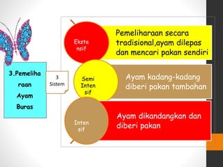 Presentasi Ayam Buras untuk prakarya | PPTX