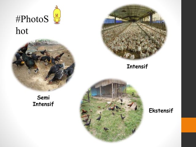 Presentasi Ayam Buras untuk prakarya | PPTX