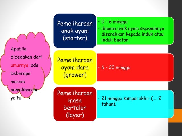 Presentasi Ayam Buras untuk prakarya | PPTX