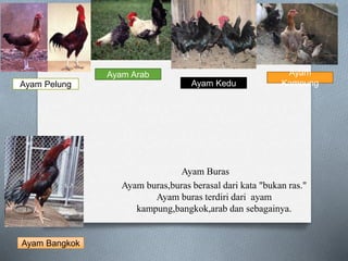 Presentasi Ayam Buras untuk prakarya | PPTX