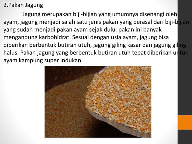 Presentasi Ayam Buras untuk prakarya | PPTX