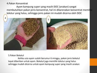 Presentasi Ayam Buras untuk prakarya | PPTX