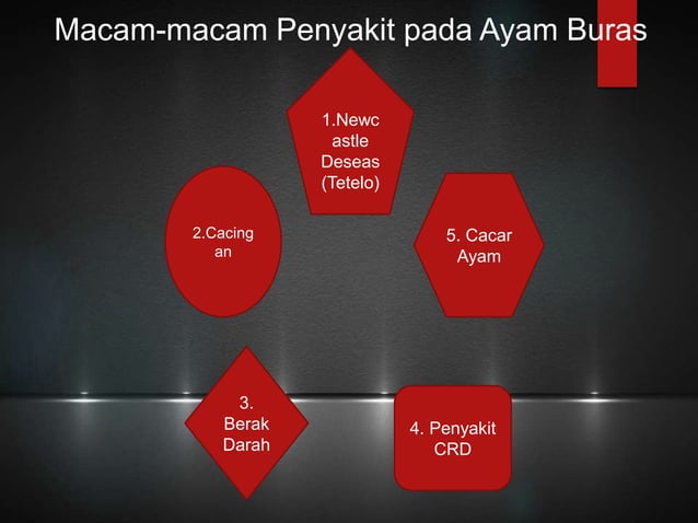 Presentasi Ayam Buras untuk prakarya | PPTX