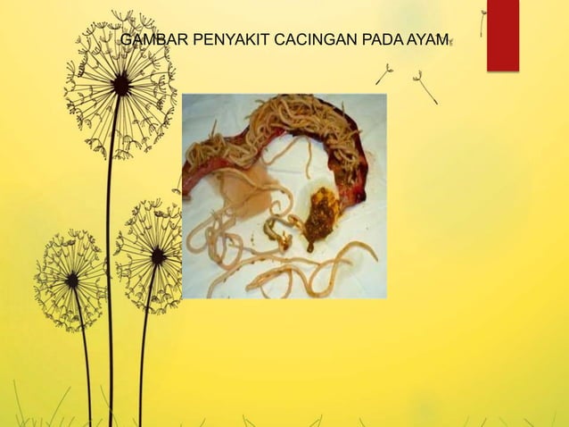 Presentasi Ayam Buras untuk prakarya | PPTX