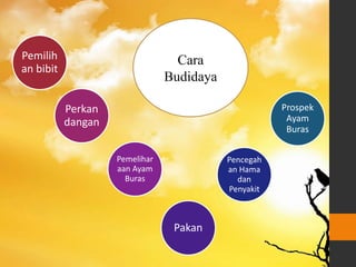 Presentasi Ayam Buras untuk prakarya | PPTX