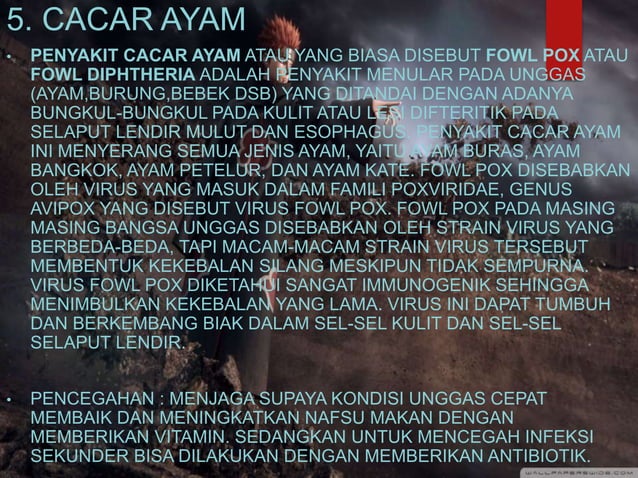 Presentasi Ayam Buras untuk prakarya | PPTX