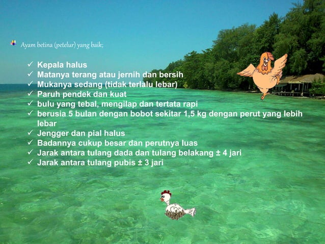 Presentasi Ayam Buras untuk prakarya | PPTX