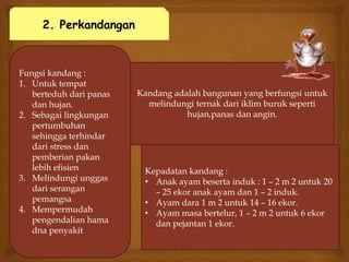 Presentasi Ayam Buras untuk prakarya | PPTX