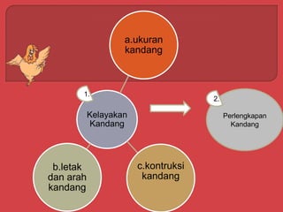 Presentasi Ayam Buras untuk prakarya | PPTX