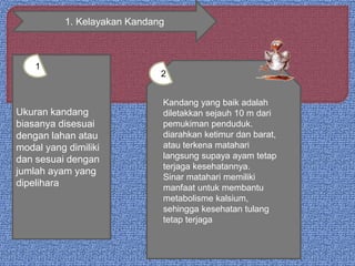 Presentasi Ayam Buras untuk prakarya | PPTX