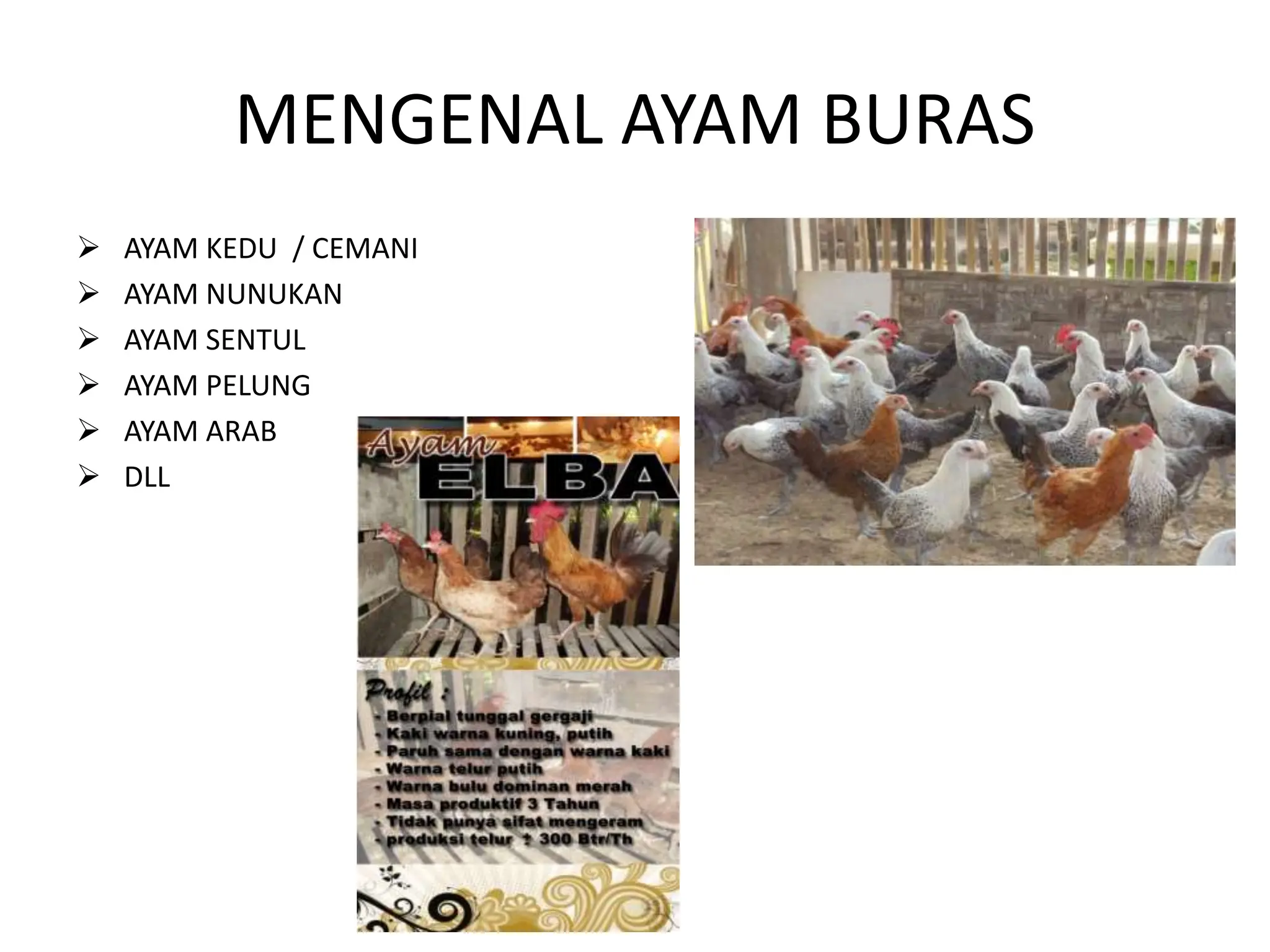 AYAM BURAS 1990 - 2015 dalammeningkatkan performa telur ayam.pptx