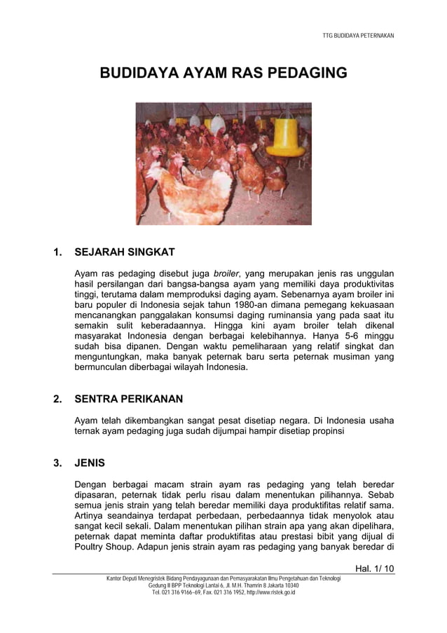 Ayam pedaging | PDF