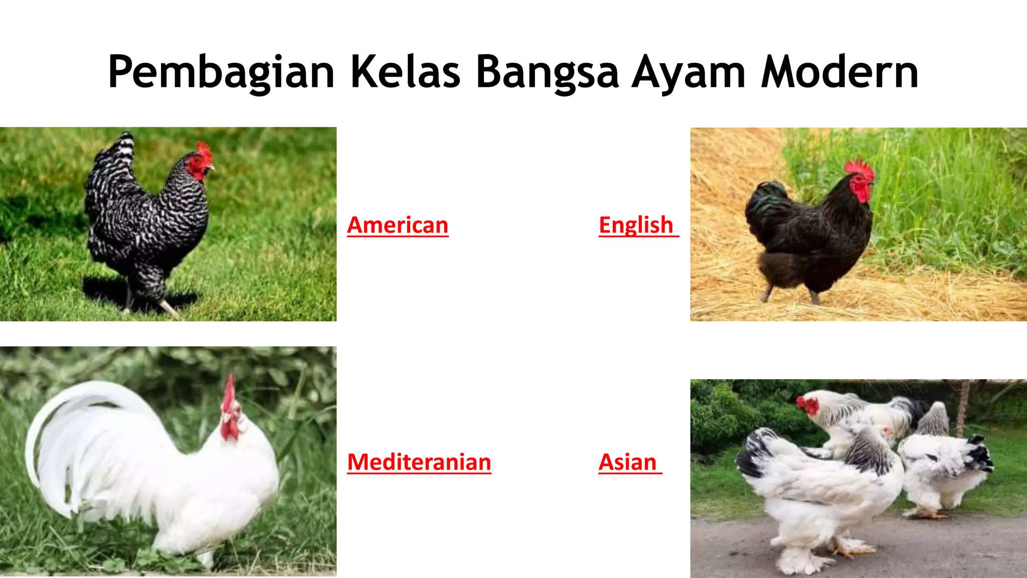 AYAM PPT.pptx | Free Download