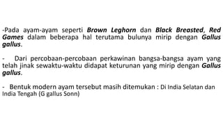 AYAM PPT.pptx | Free Download