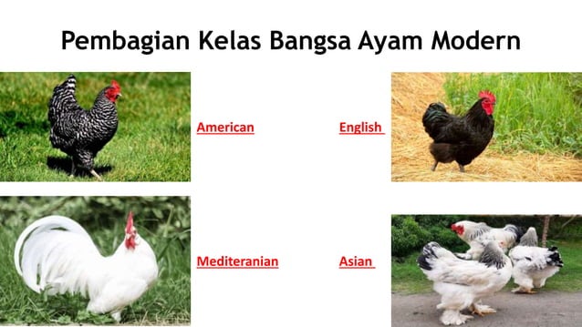 AYAM PPT.pptx | Free Download