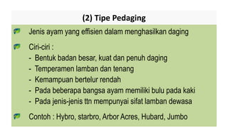 Domestikasi Ternak Ayam.pptx