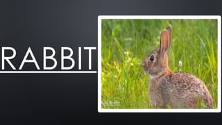 AYAN ASIF 7-N.pptxdw pls use tgis sit is | PPT