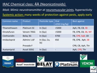 Ayanava tomato pepper pests 2012 | PPT