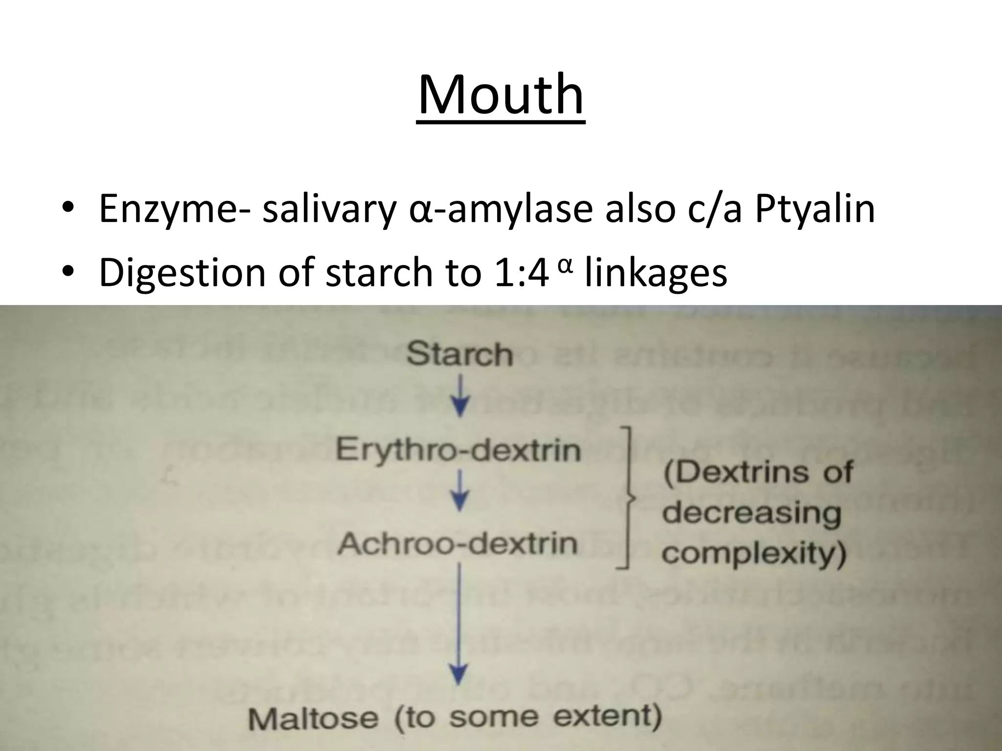 Digestion of carbohydrates | PPTX