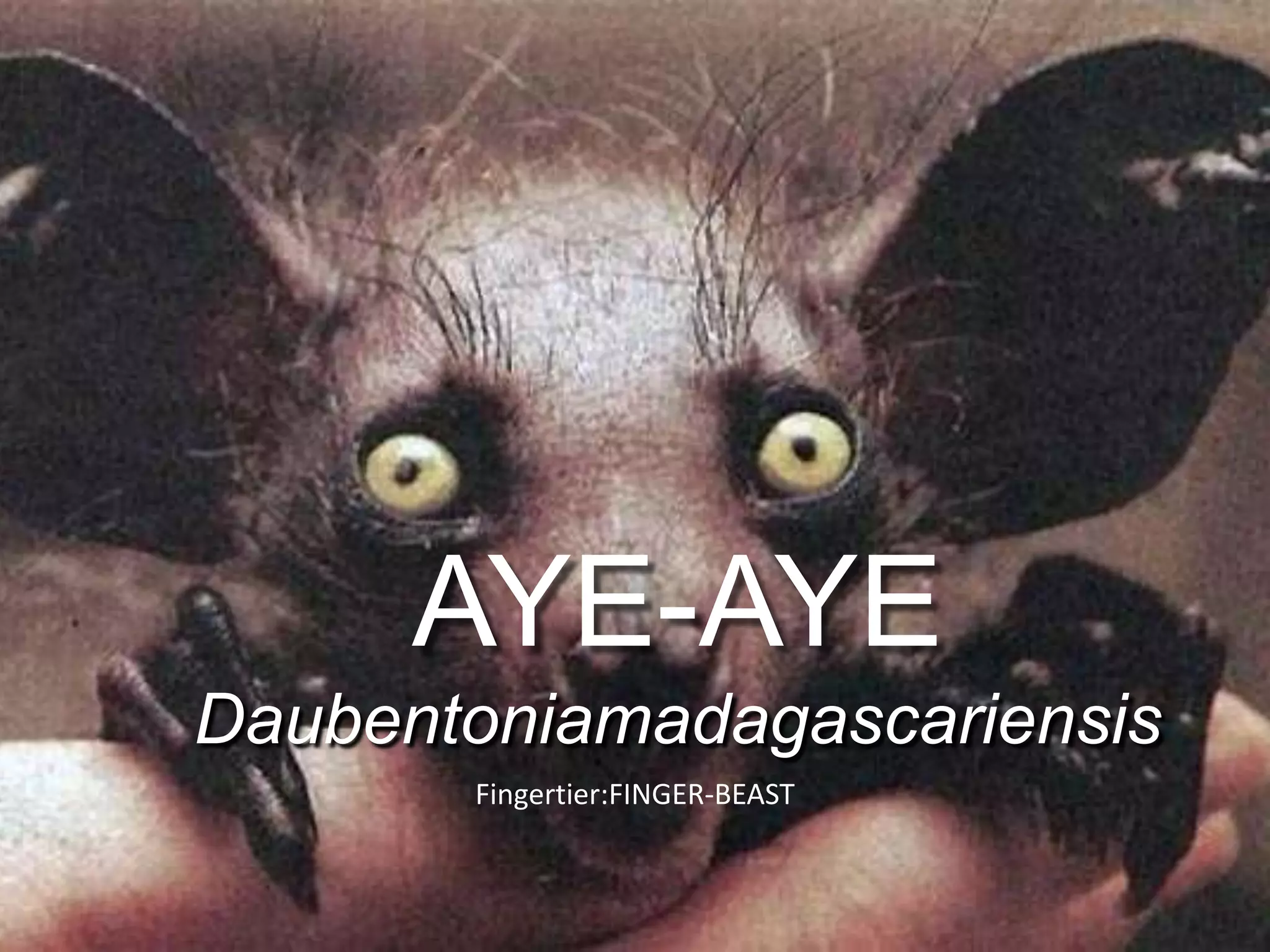 Aye aye | PPT