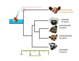 Aye aye | PDF | Birdwatching | Hobbies & Interests