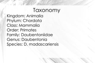 Aye Aye Anthro | ODP