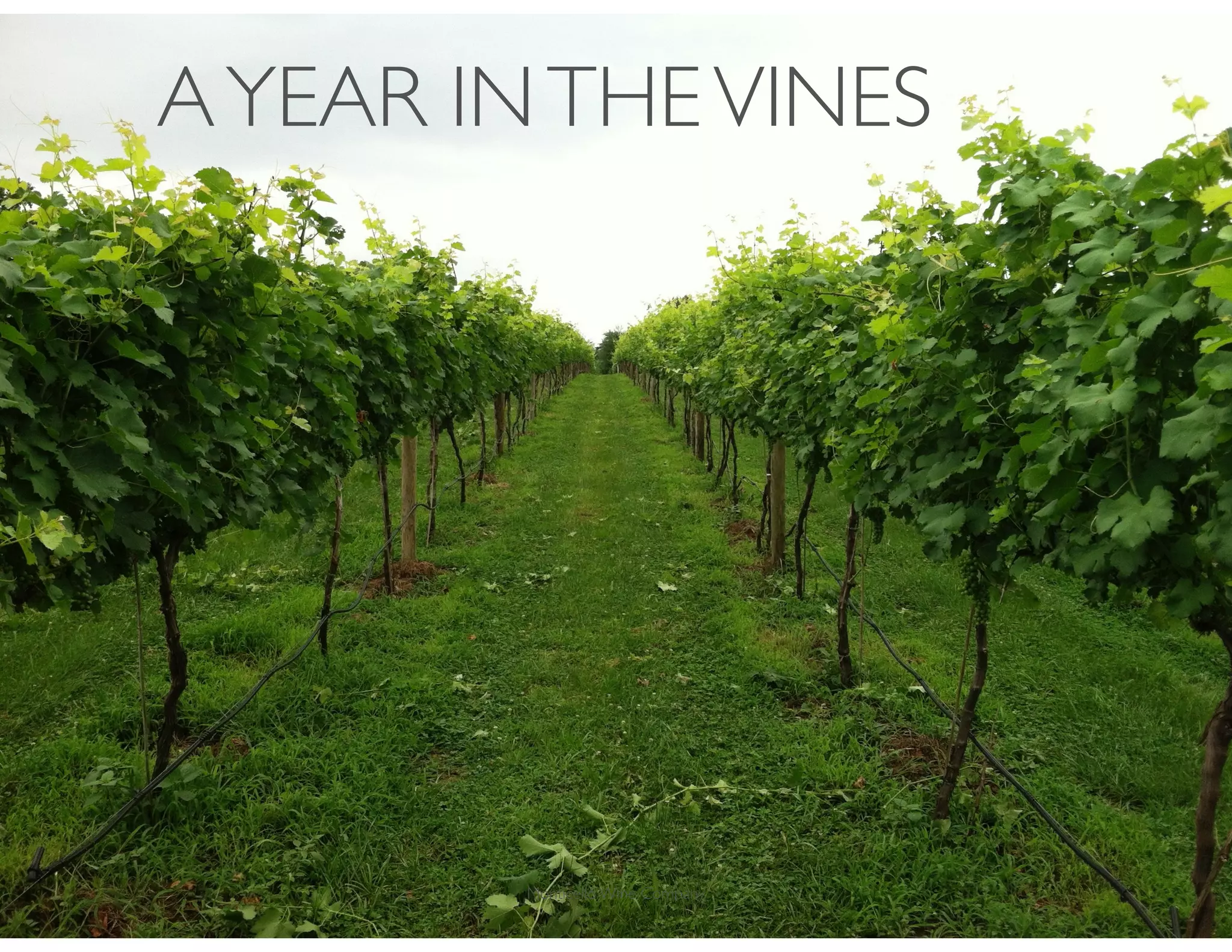 A Year in the Vineyard | PDF