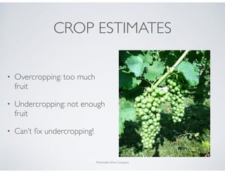 A Year in the Vineyard | PDF