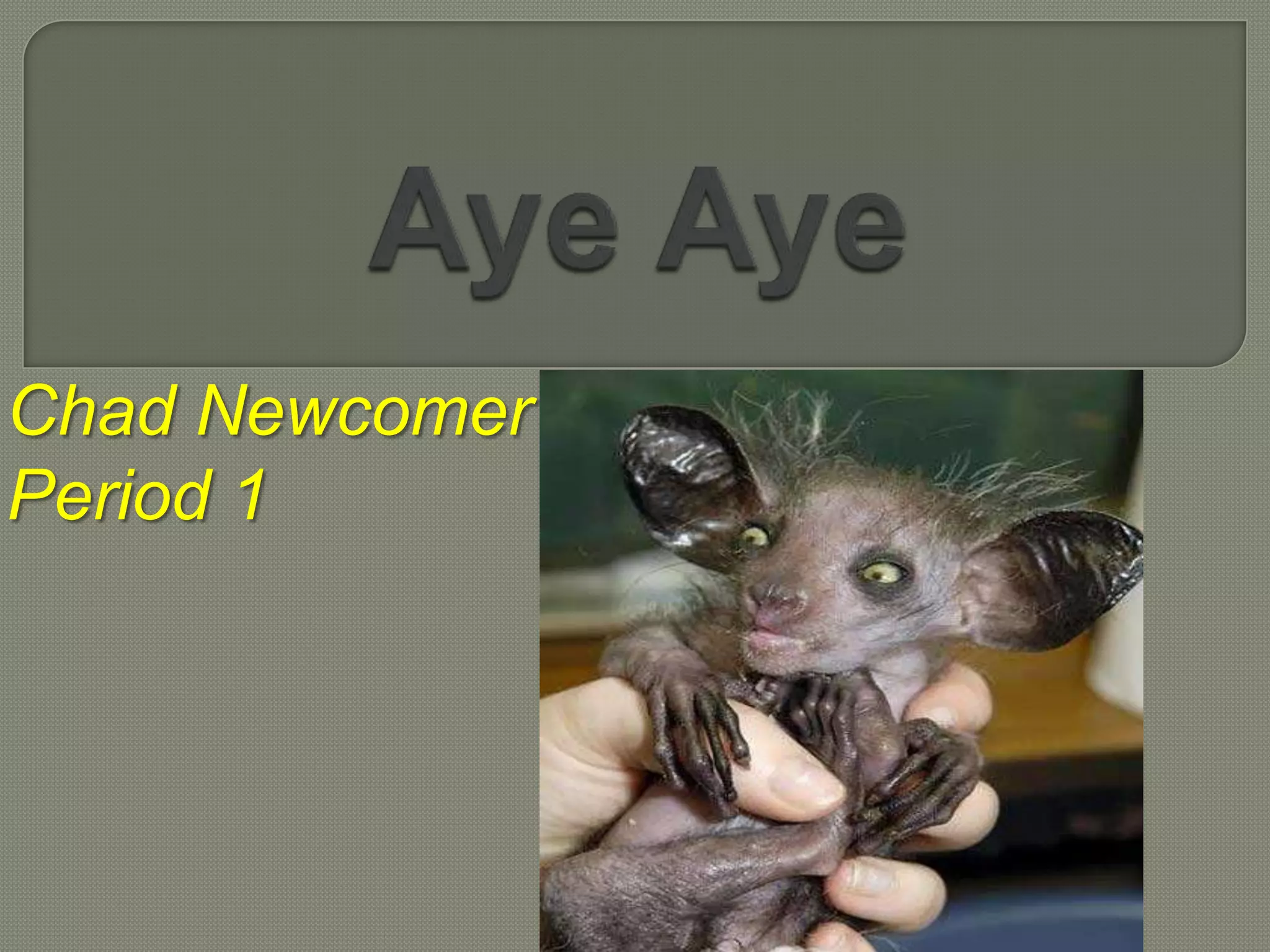 Aye aye | PPT