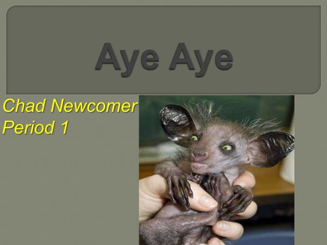 Aye aye | PPT