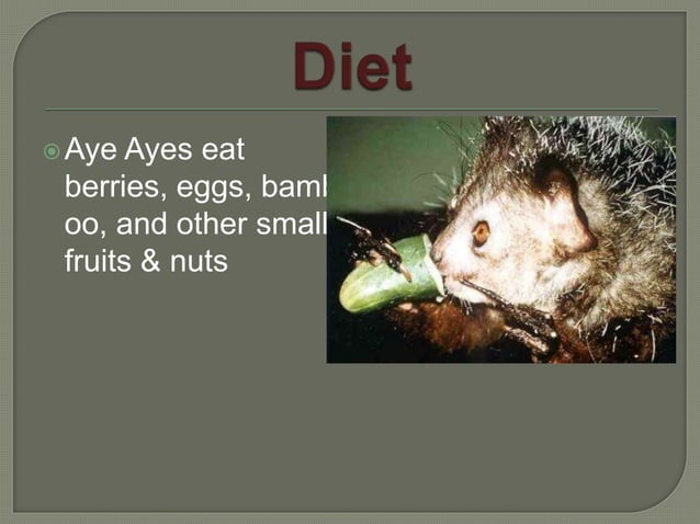 Aye aye | PPT