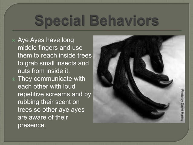 Aye aye | PPT