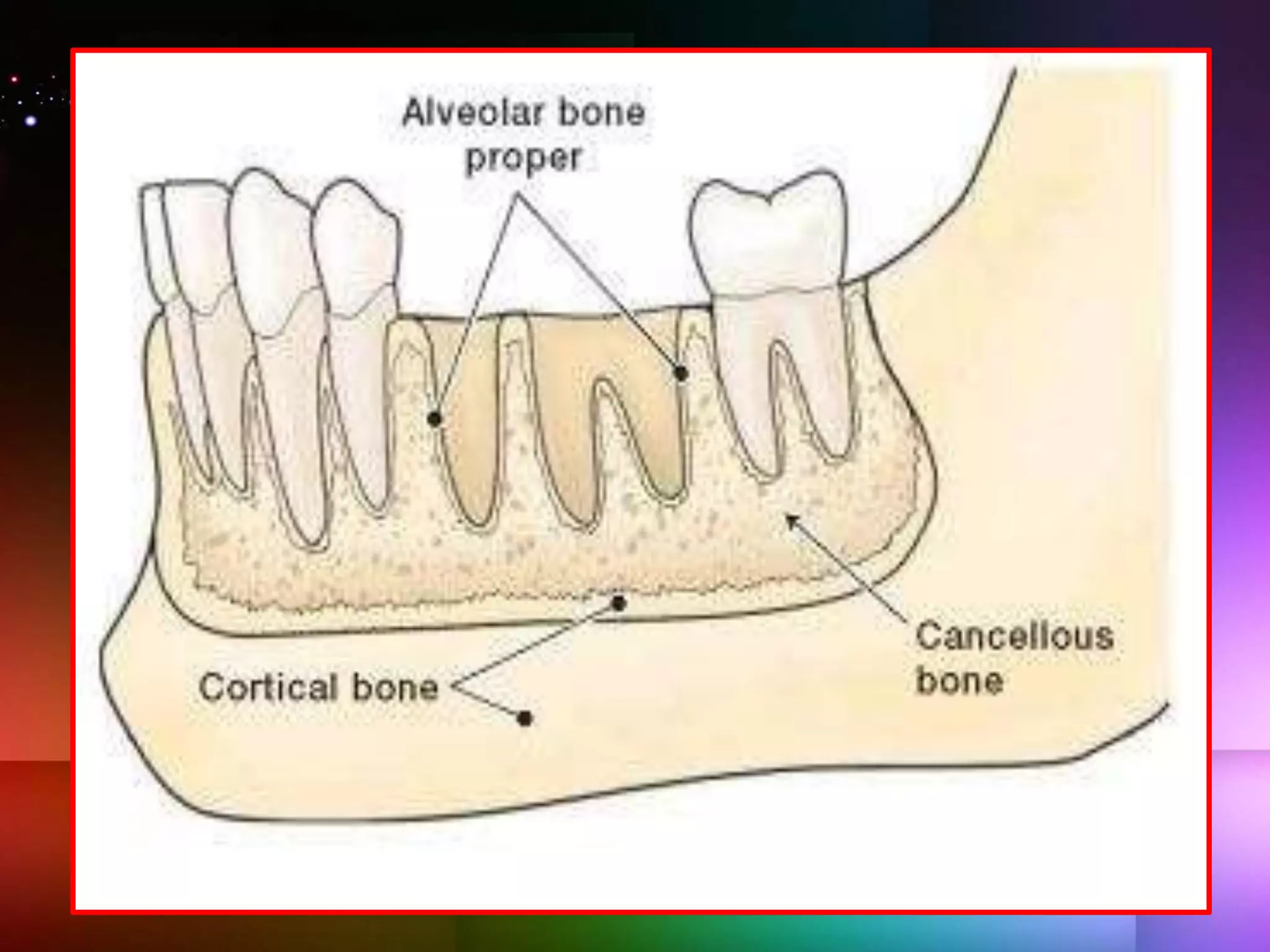 Alveolar bone_ Dr. Ayesha Taha | PPTX