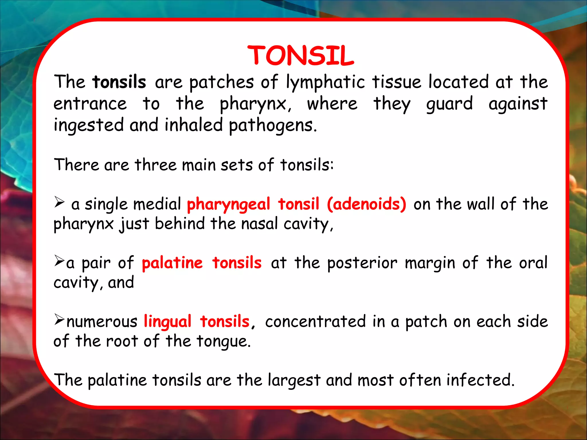 Lymphatic drainage of head and neck- Dr.Ayesha | PPT