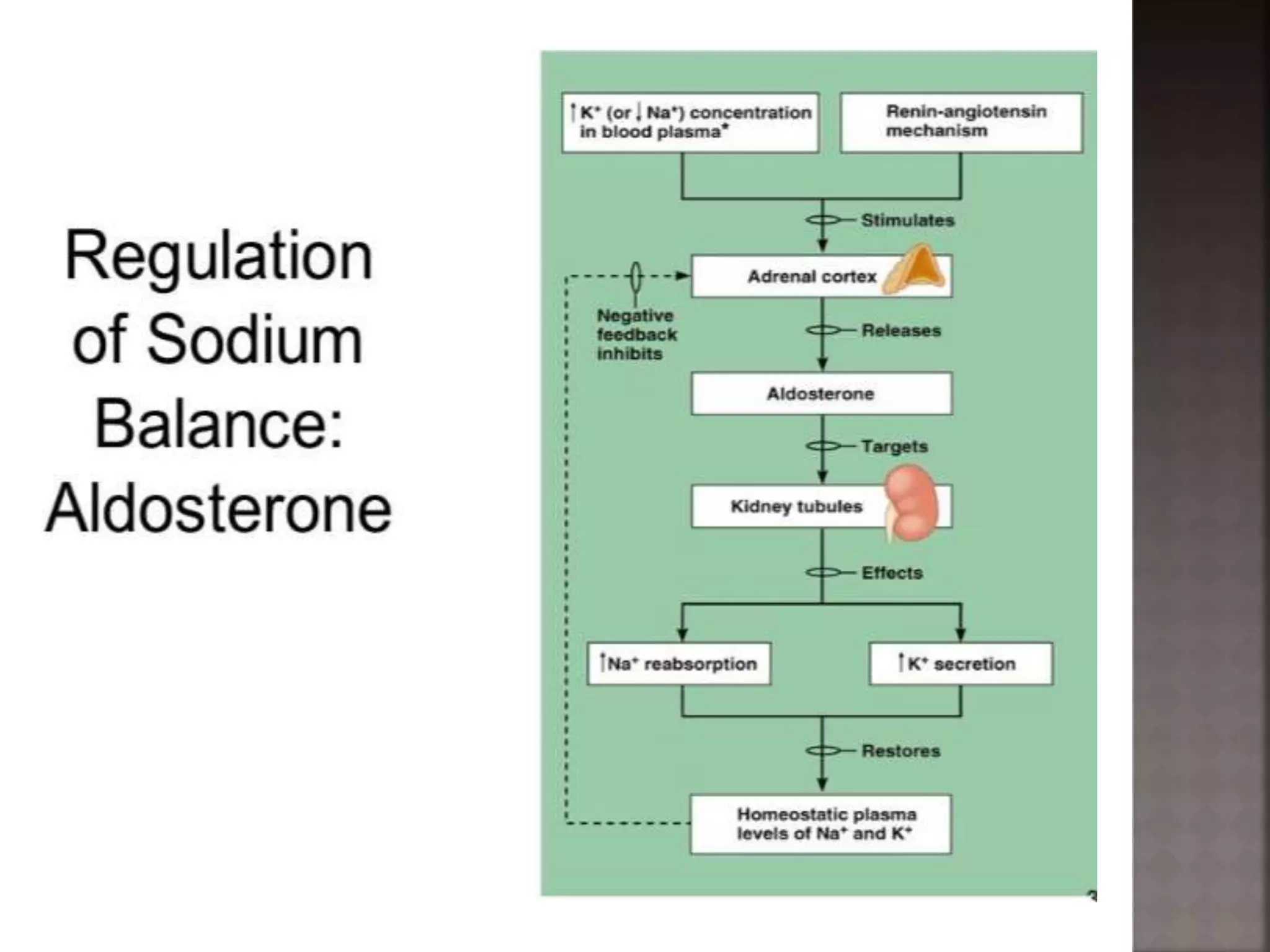 FLUID AND ELECTROLYTE BALANCE | PPTX