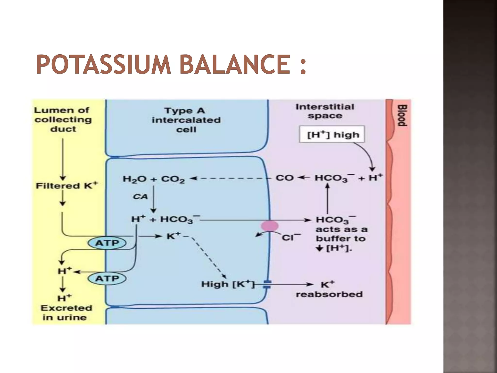 FLUID AND ELECTROLYTE BALANCE | PPTX