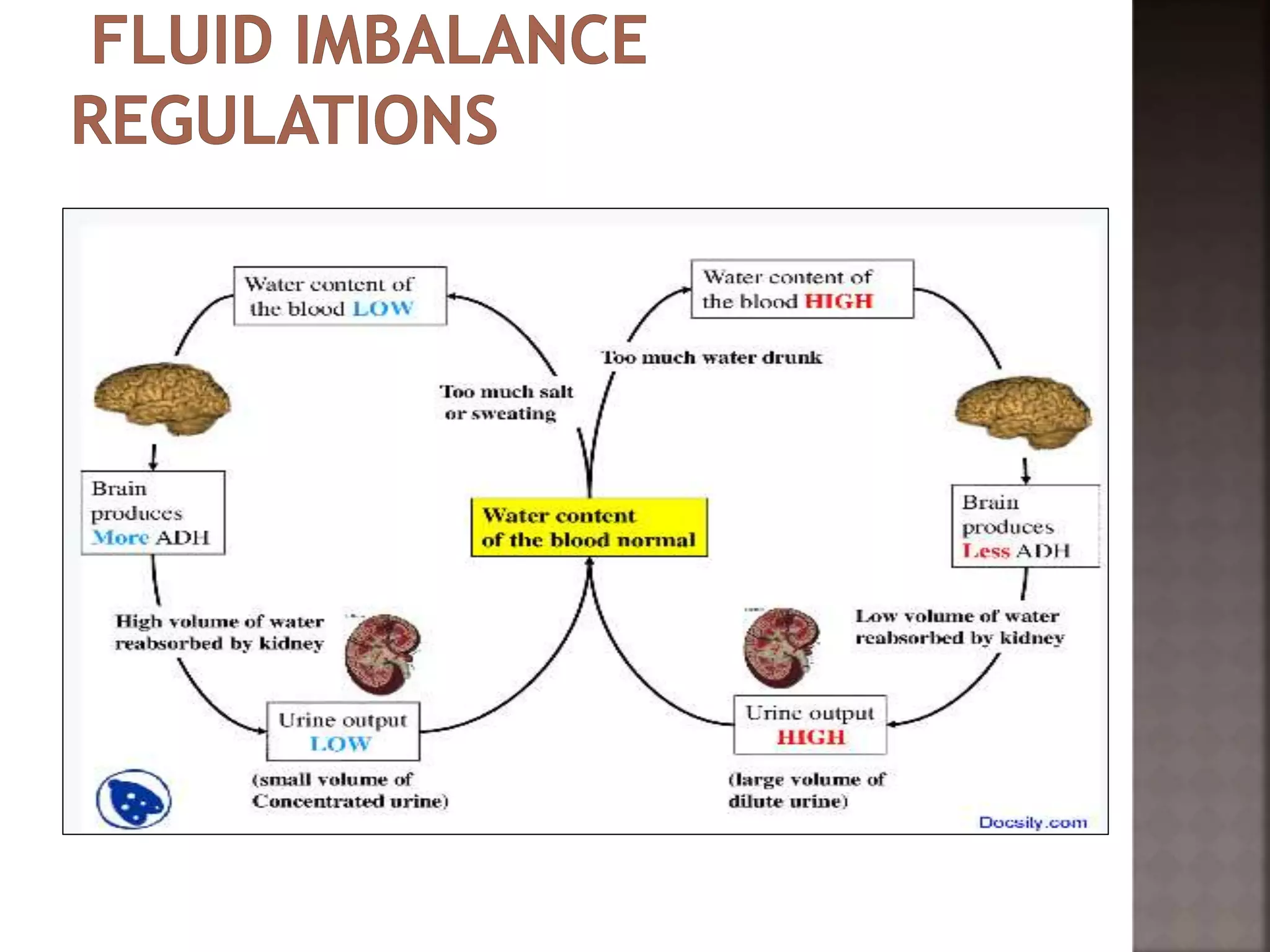 FLUID AND ELECTROLYTE BALANCE | PPTX